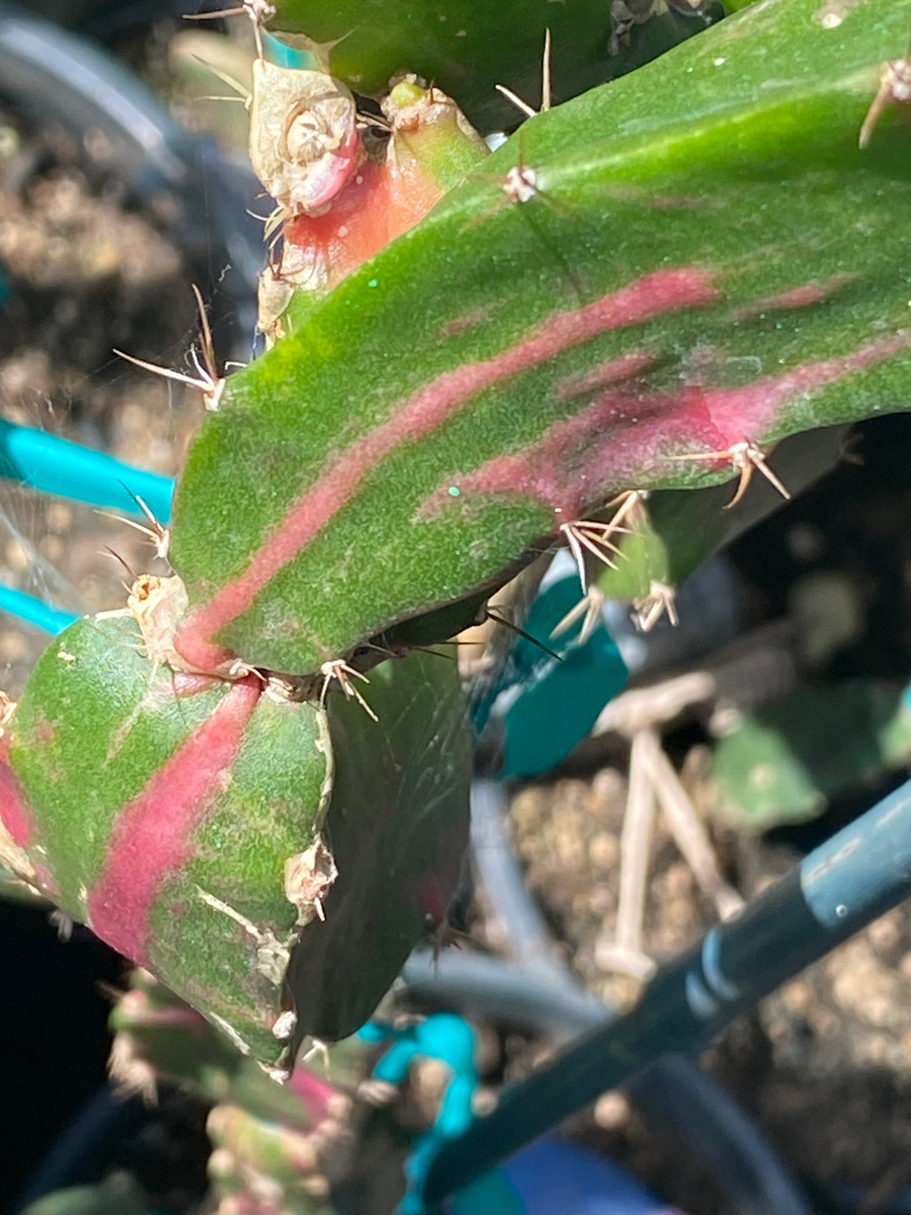 Chimera | Firecrest Farm's Dragon Fruit Cuttings. CA Greenhouse-grown ...