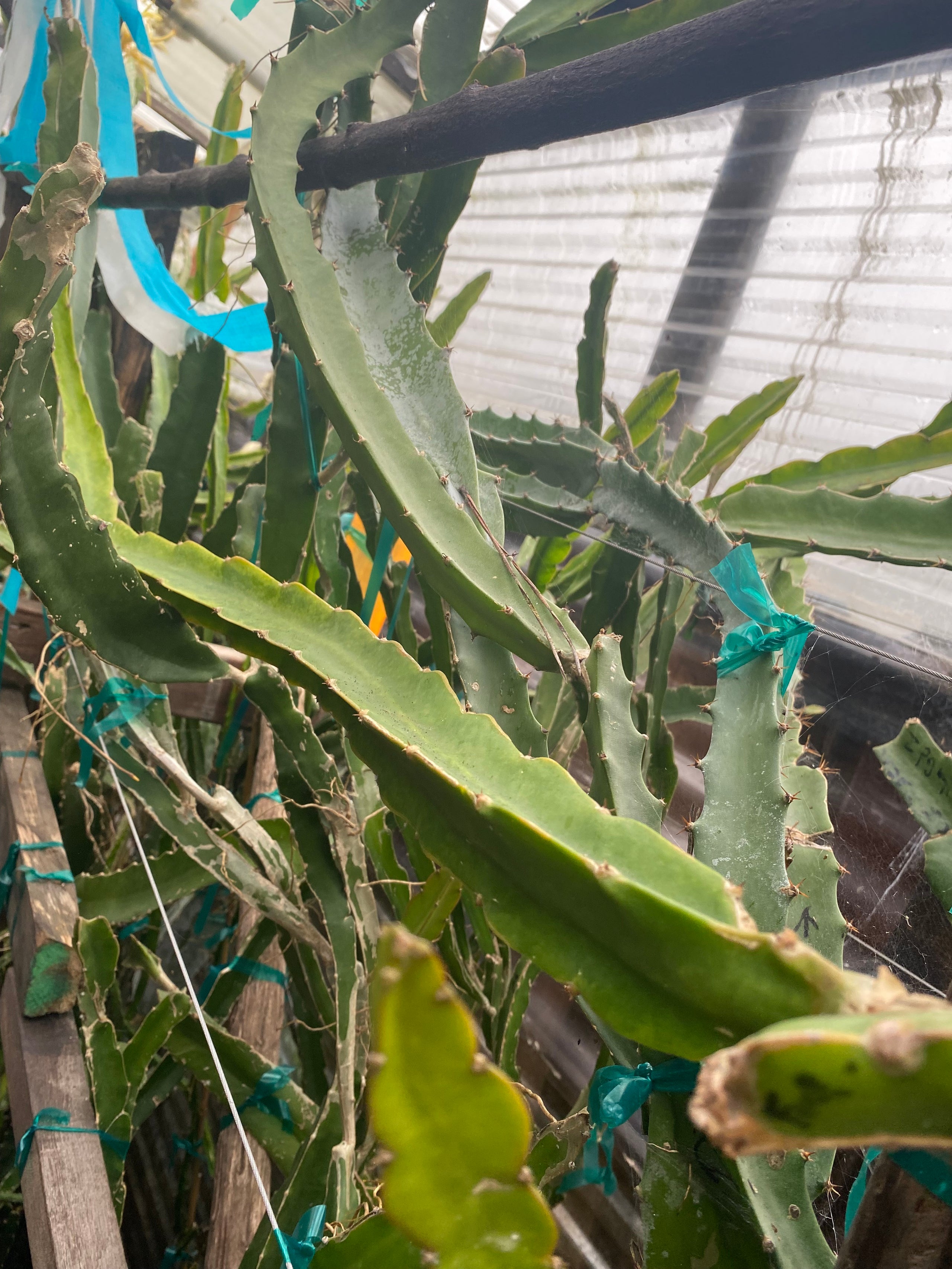 Asunta 5 Fire | Firecrest Farms California Greenhouse Grown Dragon ...